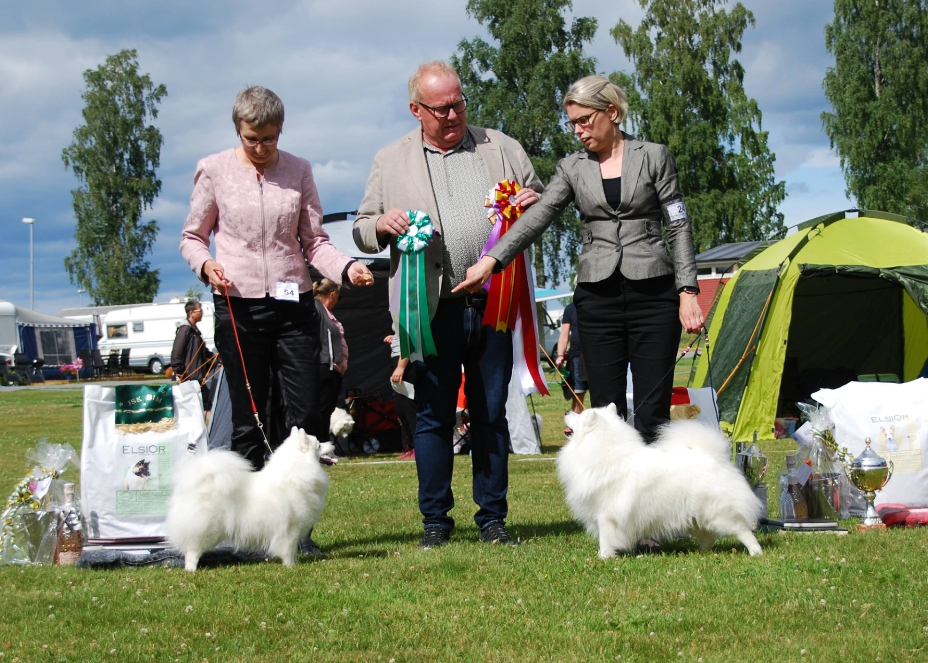 Rasspecial :: japansk spets klubb