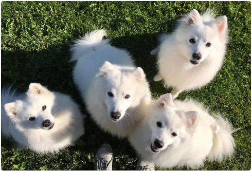 Köpa Hund :: japansk spets klubb